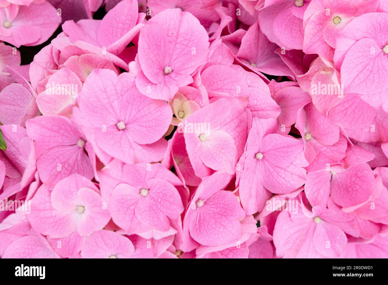 Pink hydrangea flower background texture. Full frame Stock Photo - Alamy