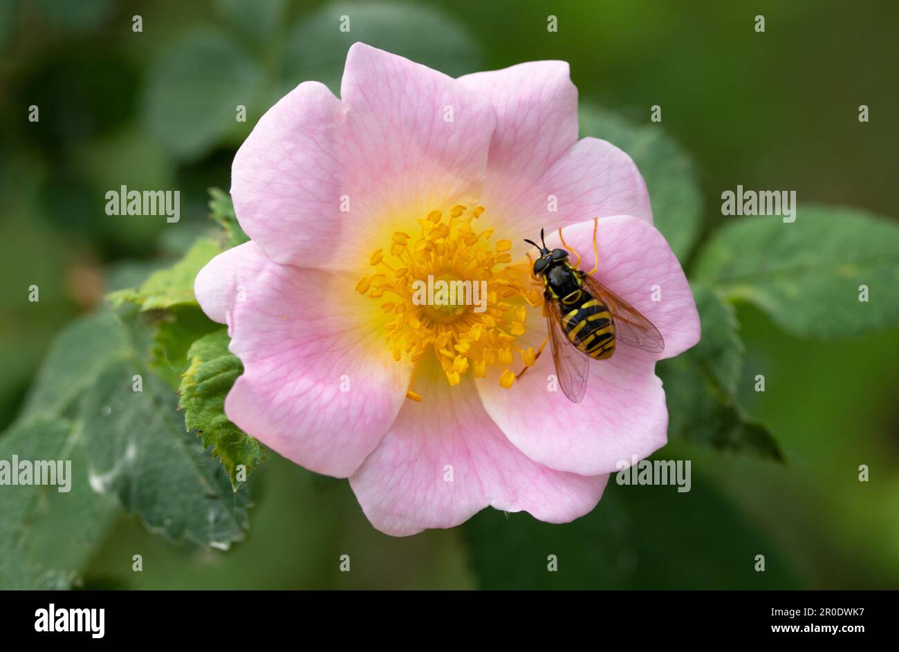 Temperate zone insects hi-res stock photography and images - Alamy