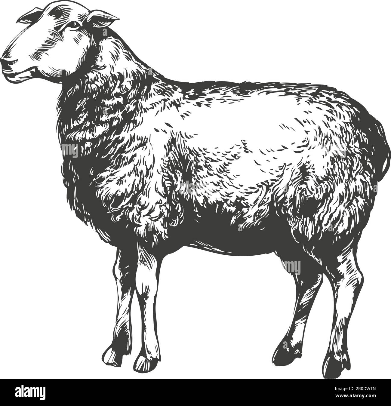 sheep hand drawn vector illustration realistic sketch Stock Vector ... sheep hand drawn vector illustration realistic sketch Stock Vector ...