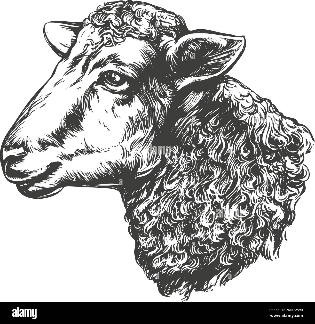 Sheep Hand Drawn Vector Illustration Realistic Sketch Stock Vector