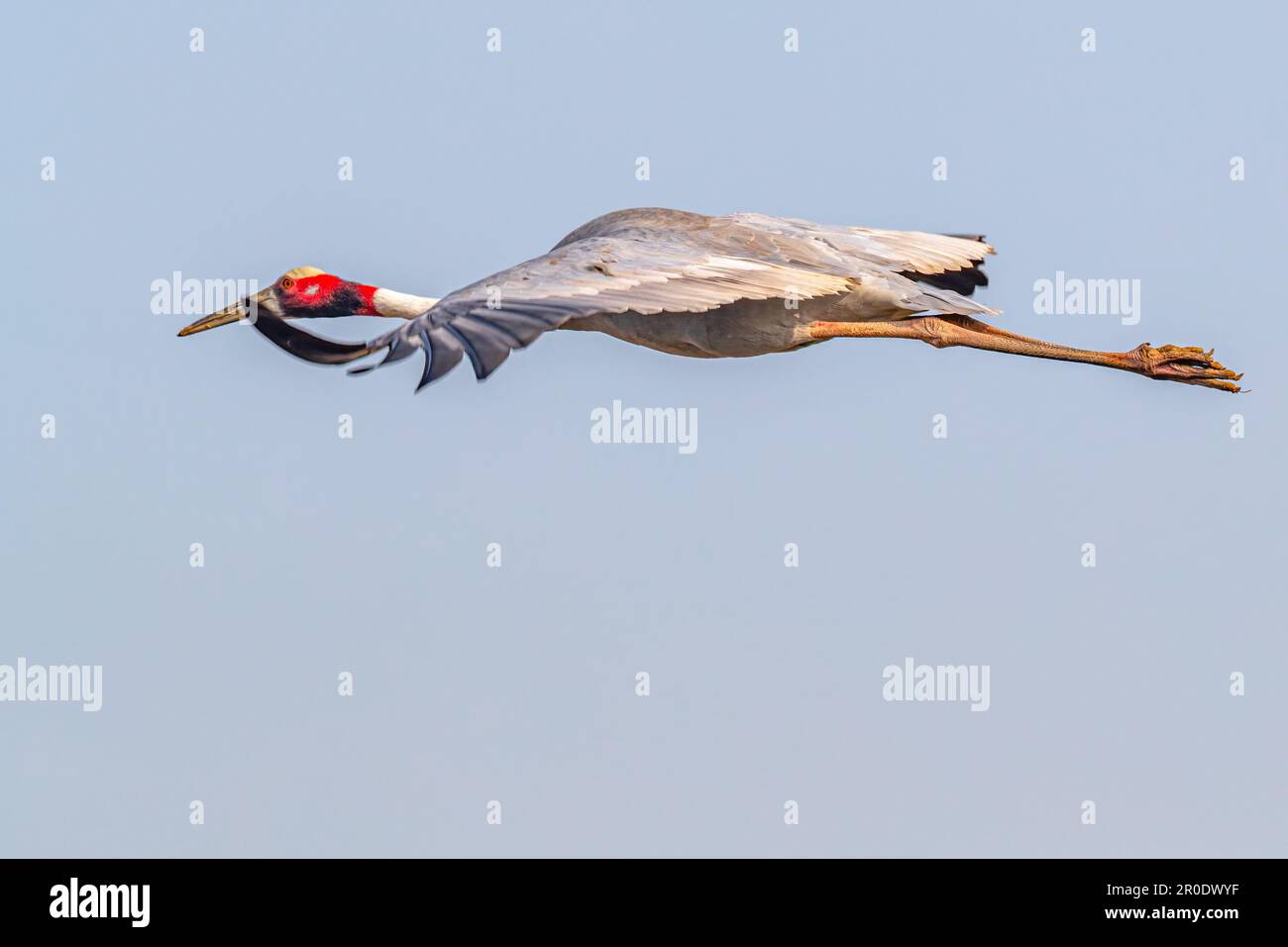 A Saras Crane flying with horizontal wings Stock Photo - Alamy