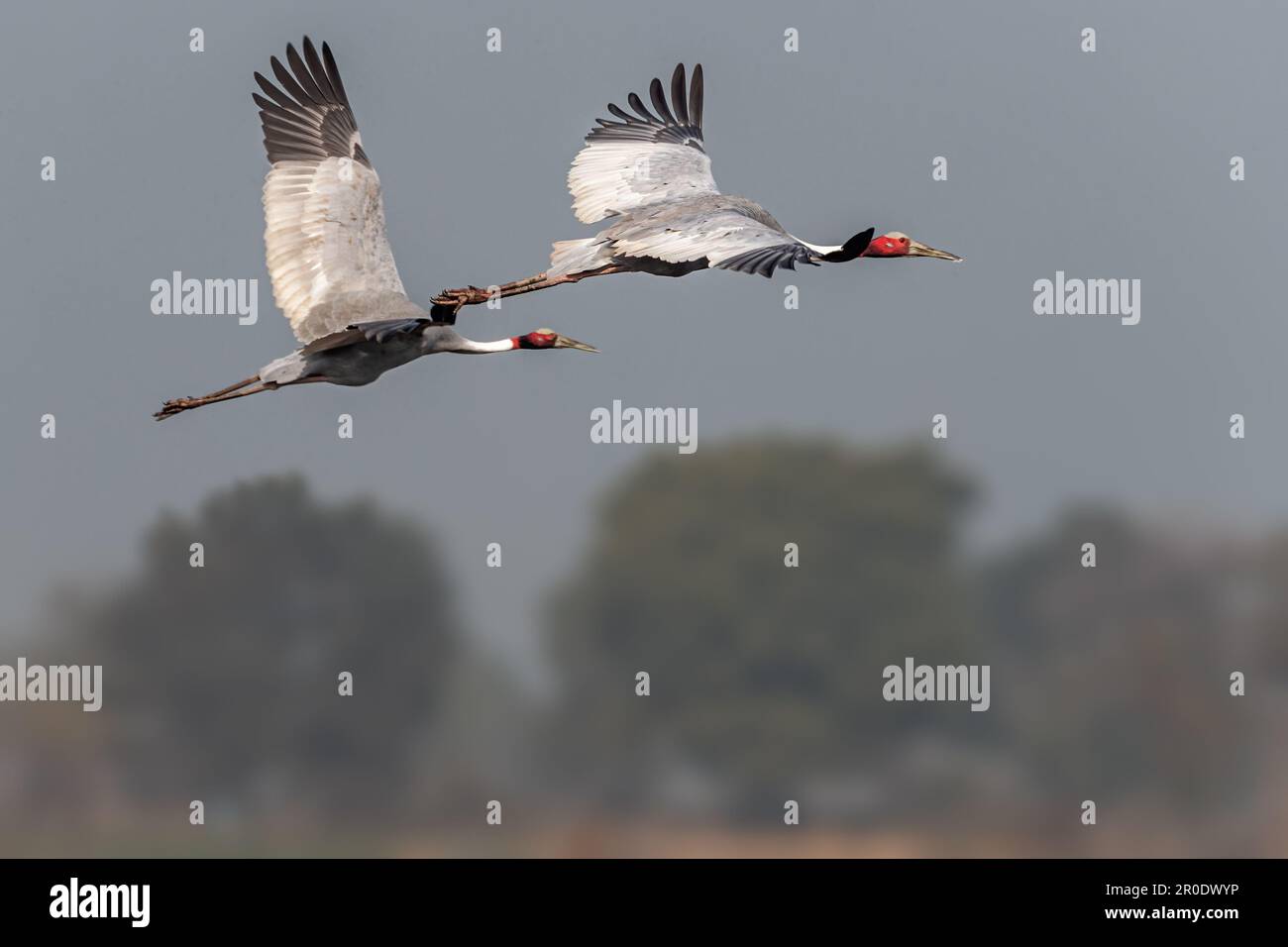 Walking sarus crane hi-res stock photography and images - Alamy
