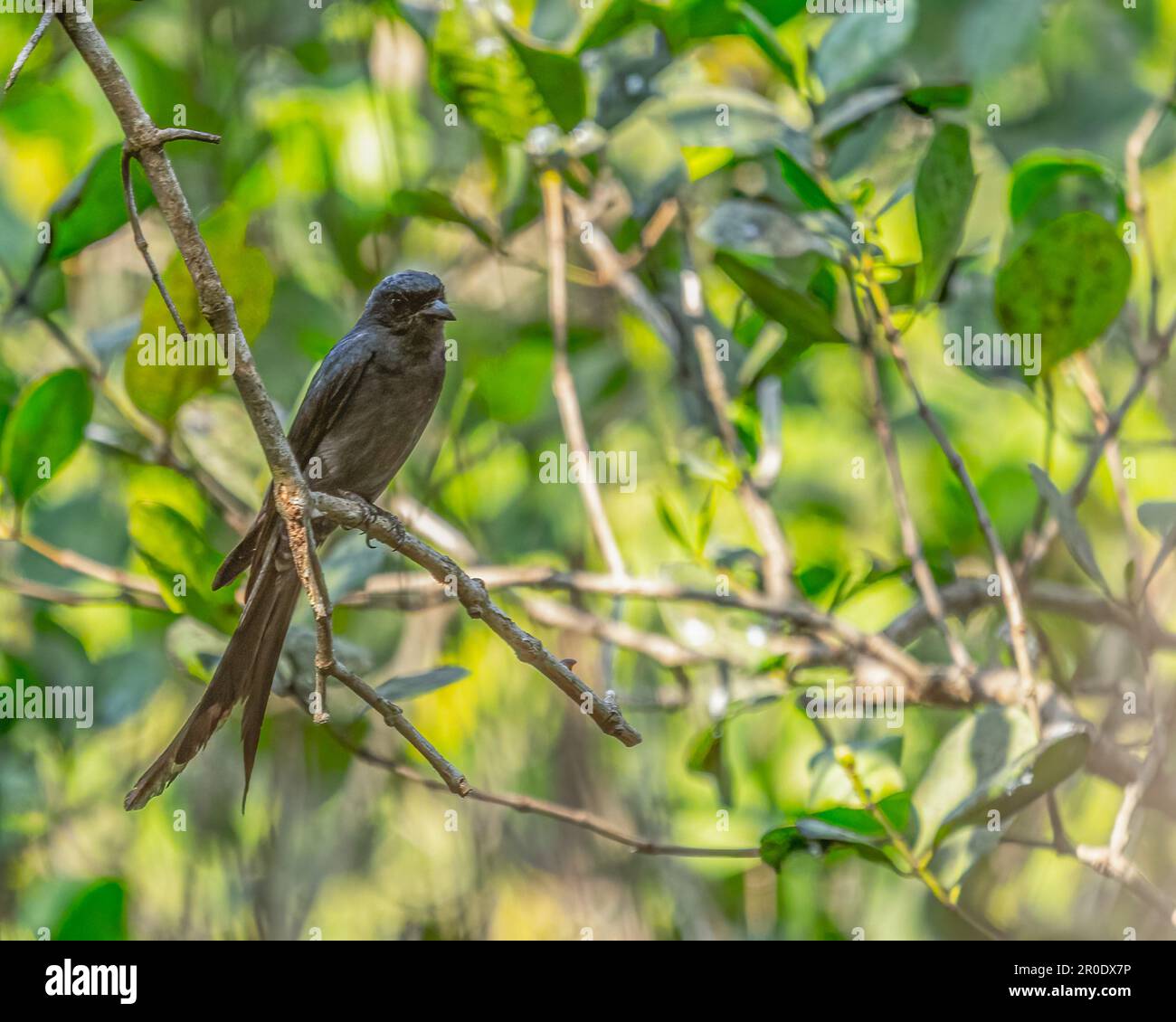 Drango hi-res stock photography and images - Alamy