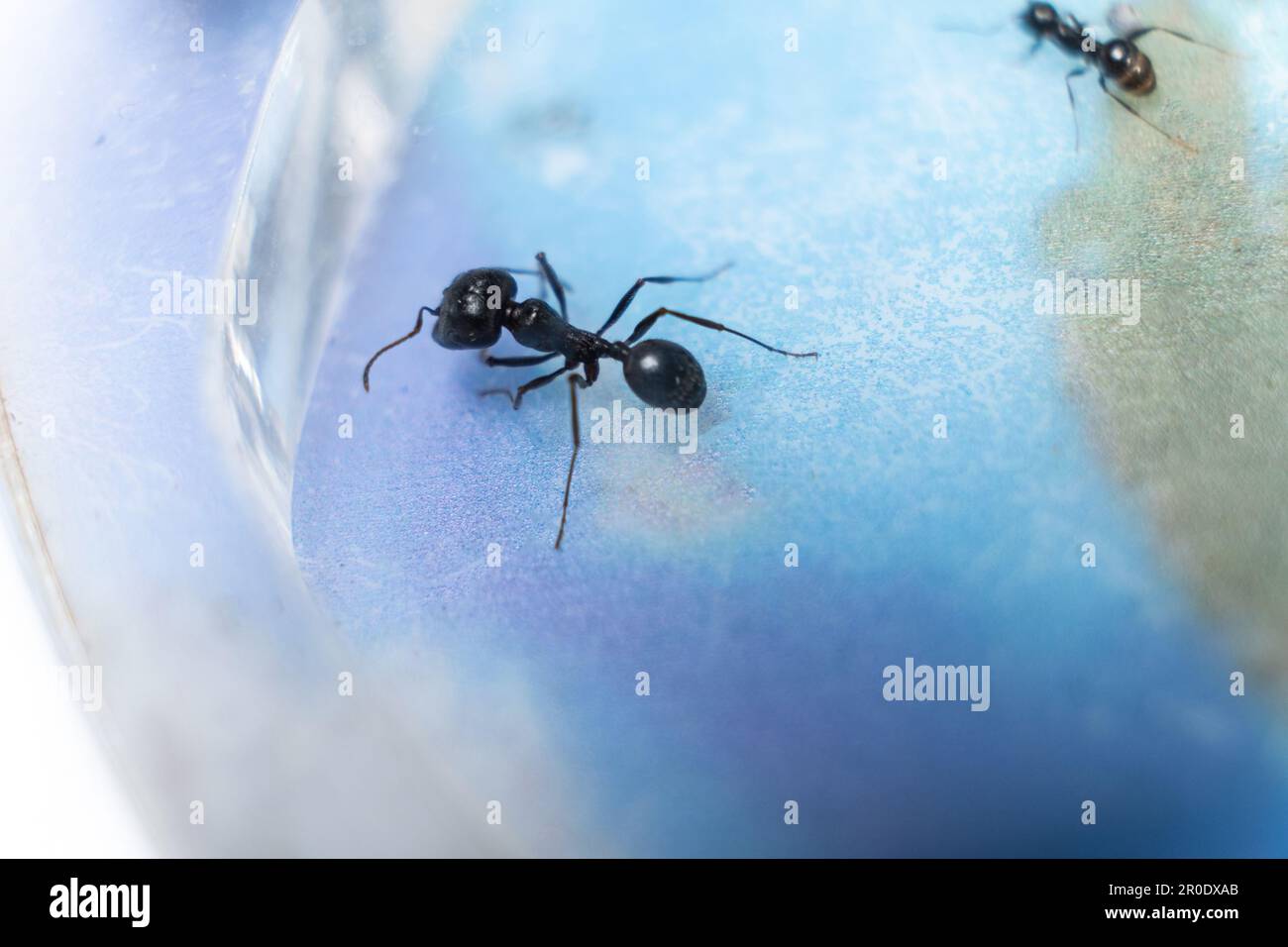 Guard ant reaper in acrylic ant farm close up, top view Stock Photo - Alamy