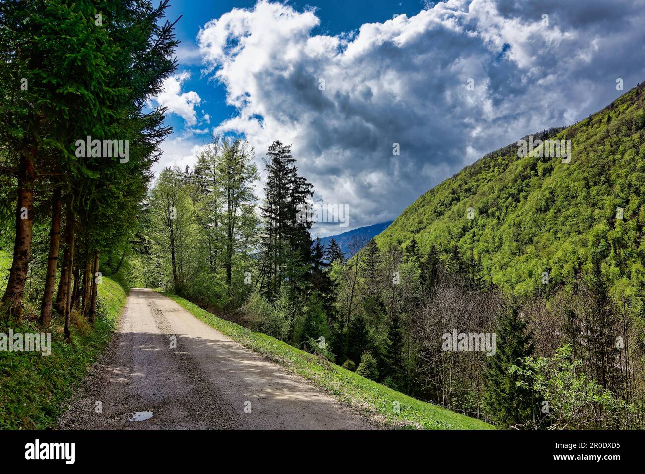 A scenic pathway lined with lush trees on both sides, stretching ahead ...
