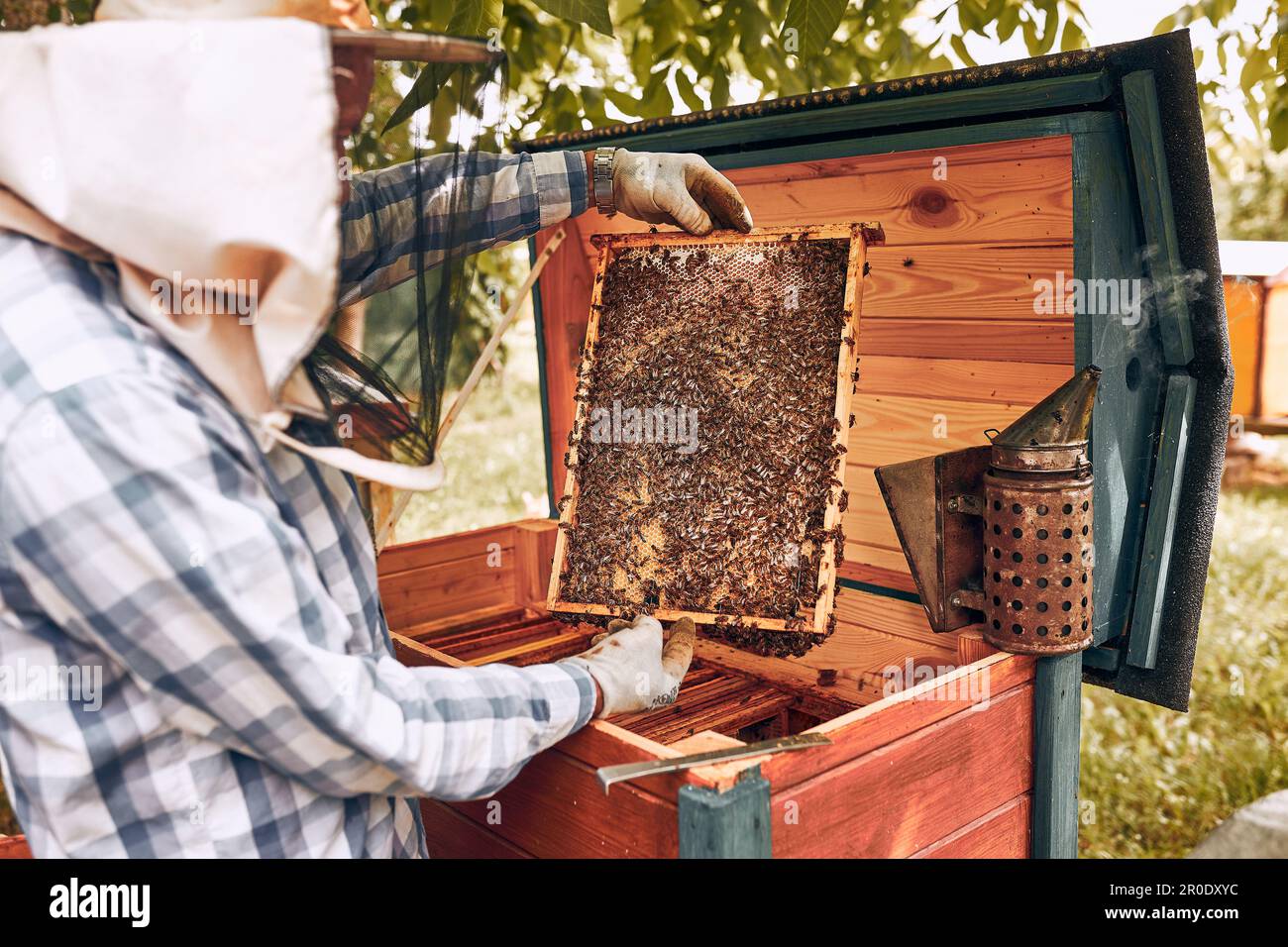 Beekeeper working in apiary. Drawing out the honeycomb from the hive ...