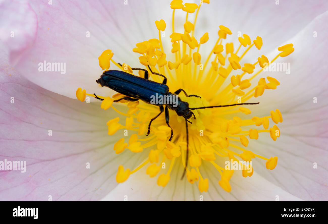 Temperate zone insects hi-res stock photography and images - Alamy