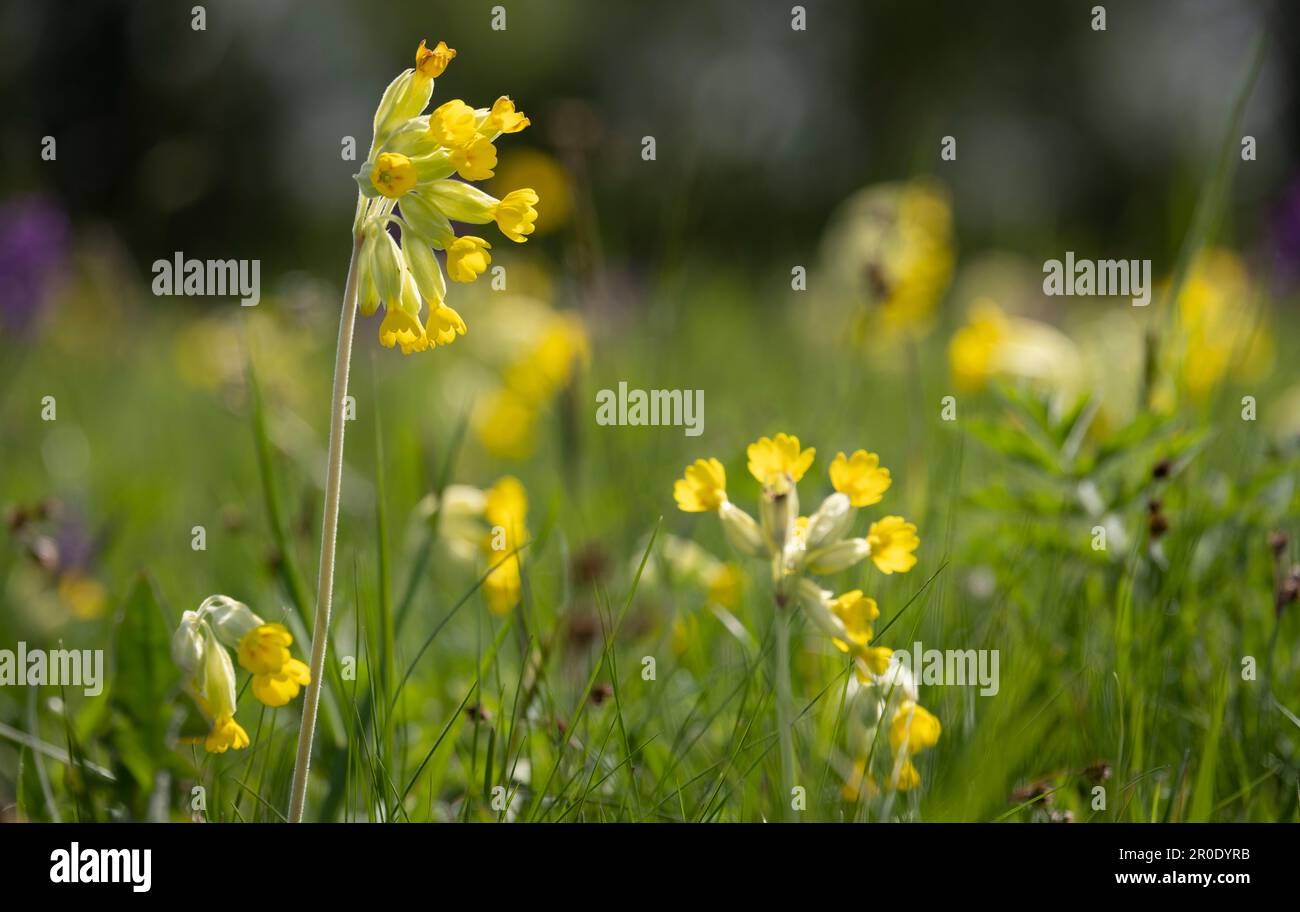 Spring meadow Cowslips flowering in a meadow in Worcestershire, England ...