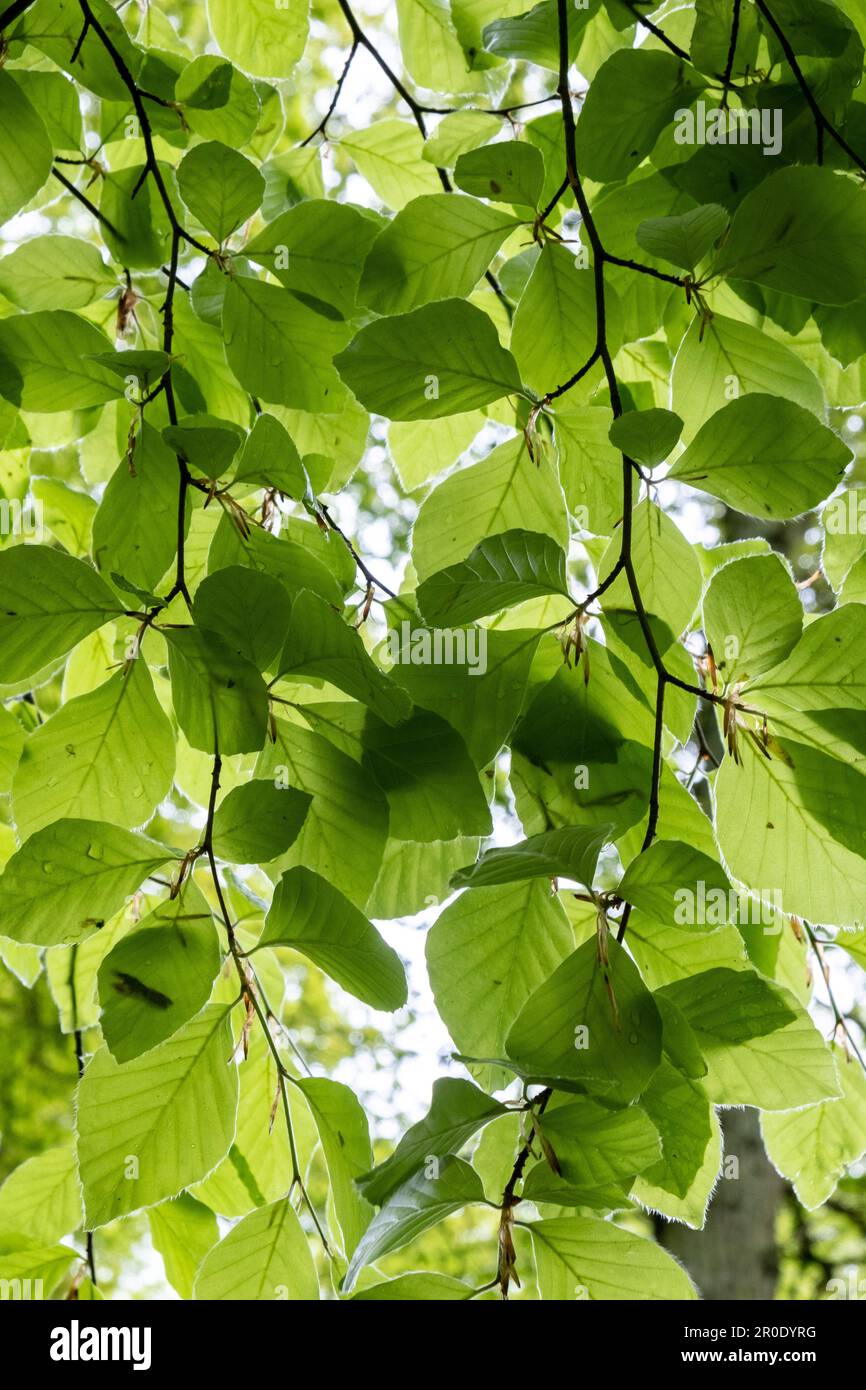 Spring Beech tree leaves form a pattern in woodland, Worcestershire ...