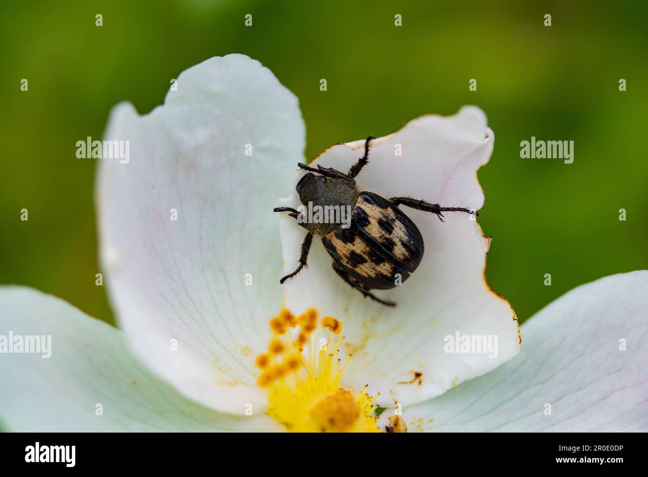 Temperate zone insects hi-res stock photography and images - Alamy