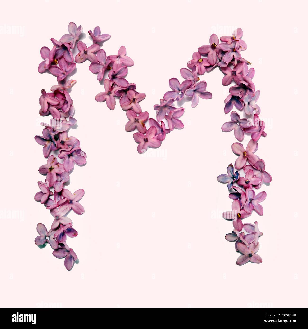 The letter M made of lilac flowers. Square photo with white background ...