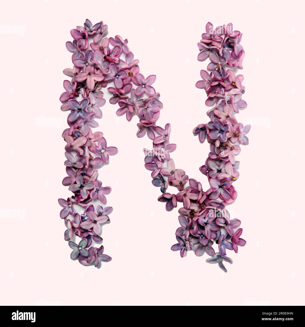 The letter N made of lilac flowers. Square photo with white background ...