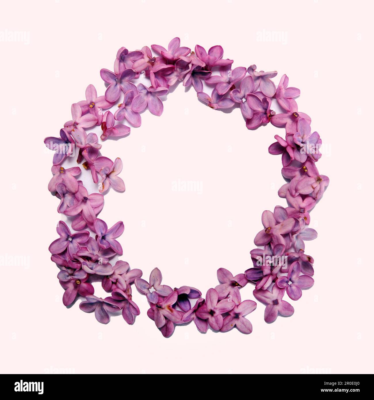 The letter O made of lilac flowers. Square photo with white background ...