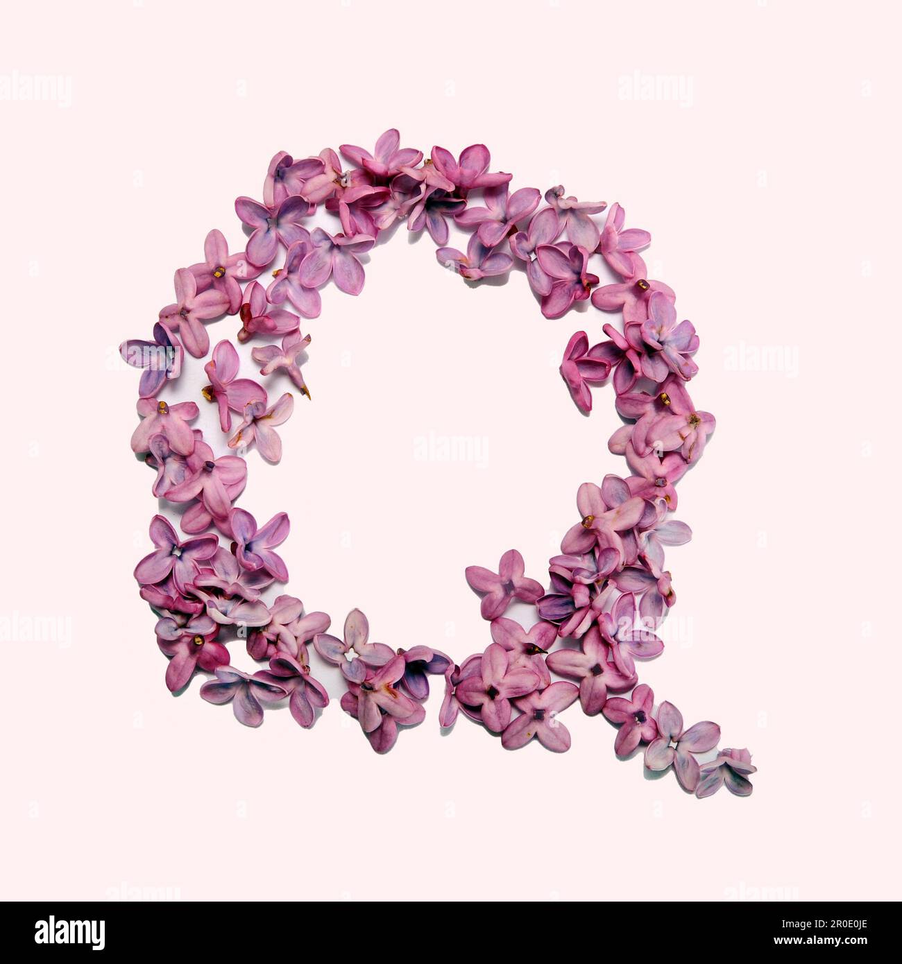 The letter Q made of lilac flowers. Square photo with white background ...