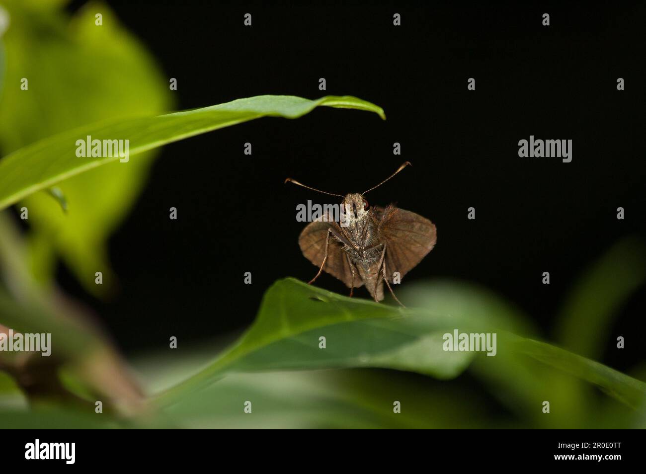 Brown skipper hi-res stock photography and images - Alamy