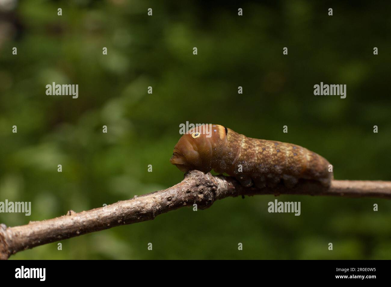 Eastern Tiger Swallowtail Caterpillar Stock Photo - Alamy