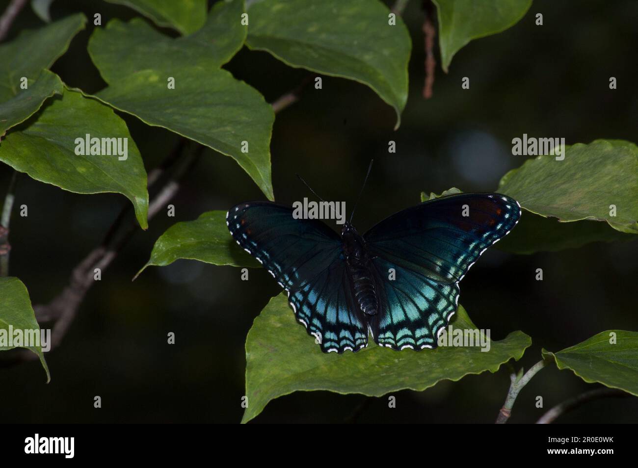 Red-Spotted Purple Butterfly Stock Photo - Alamy