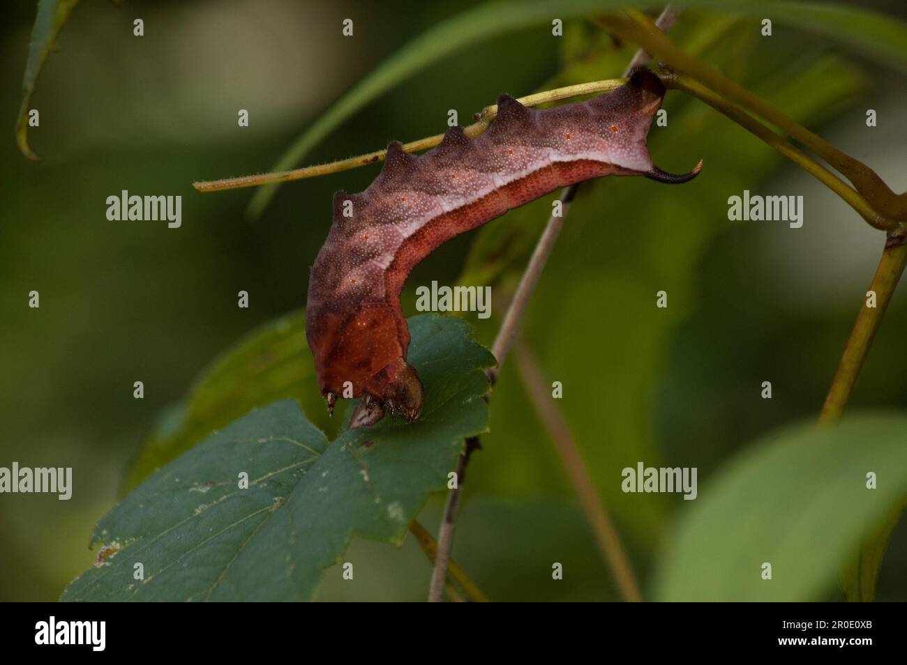 Hydrangea Sphinx Caterpillar Closeup Stock Photo - Alamy