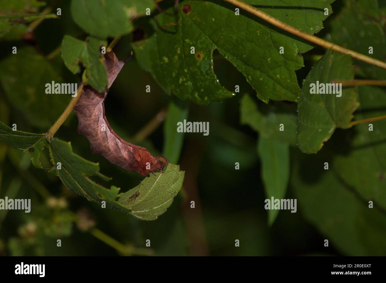 Hydrangea Sphinx Caterpillar Stock Photo - Alamy