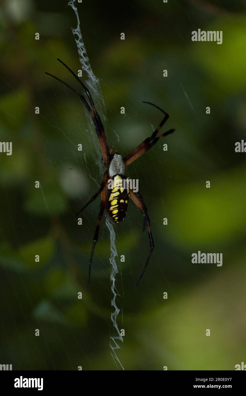 Writing Yellow Garden Spider Stock Photo - Alamy