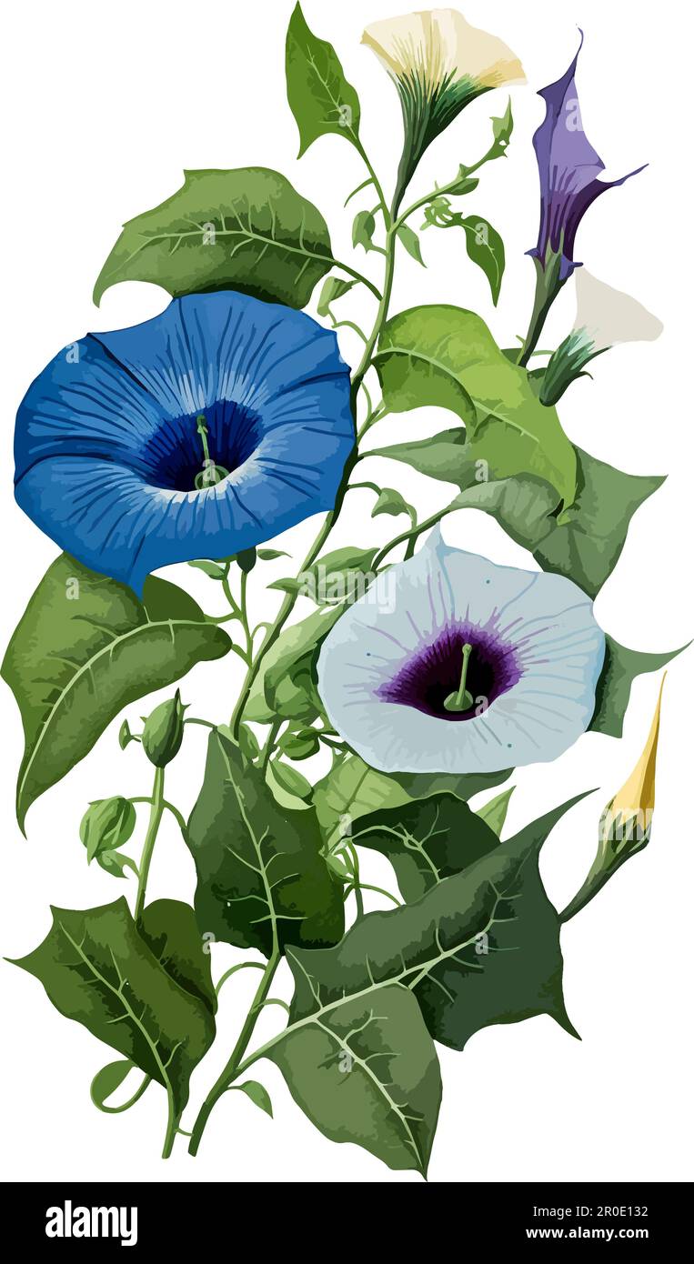 Morning glory design Stock Vector Images - Alamy