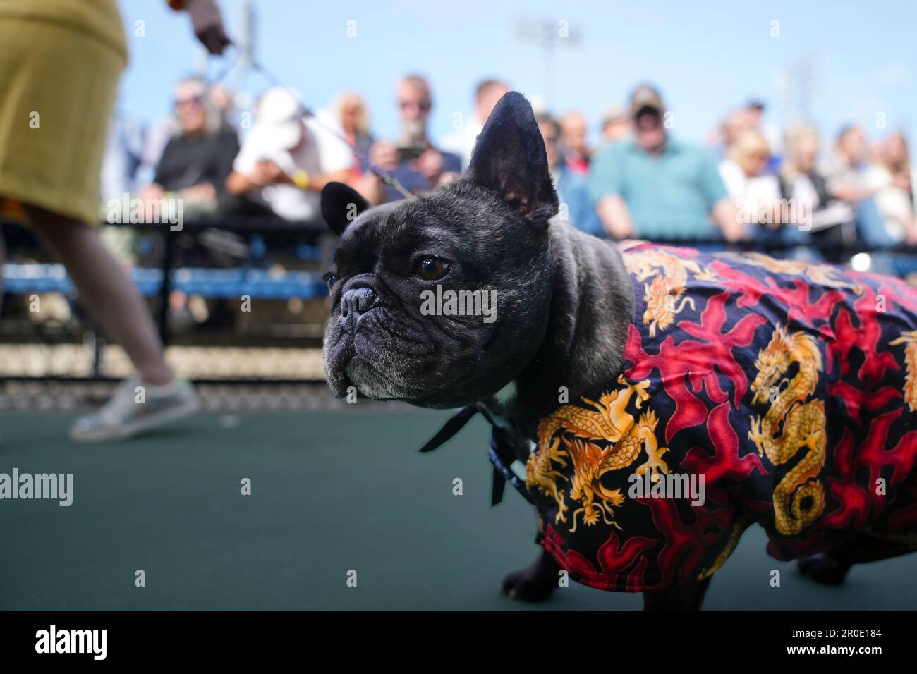 A French Bulldog walks past spectators on its way to compete in breed ...