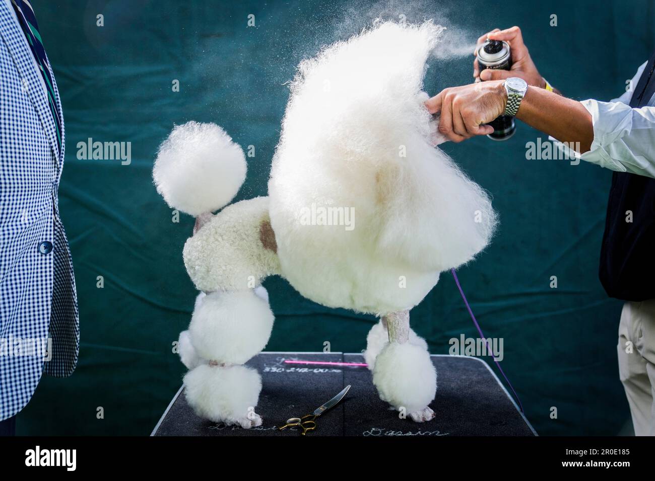 A miniature poodle is groomed before competing in breed judging during ...