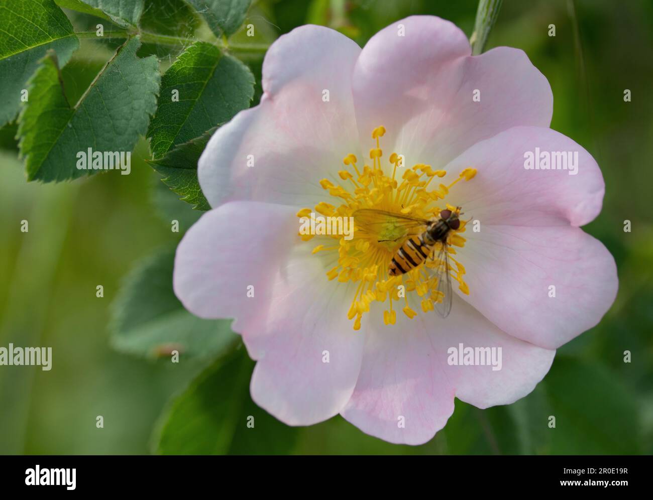 Temperate zone insects hi-res stock photography and images - Alamy