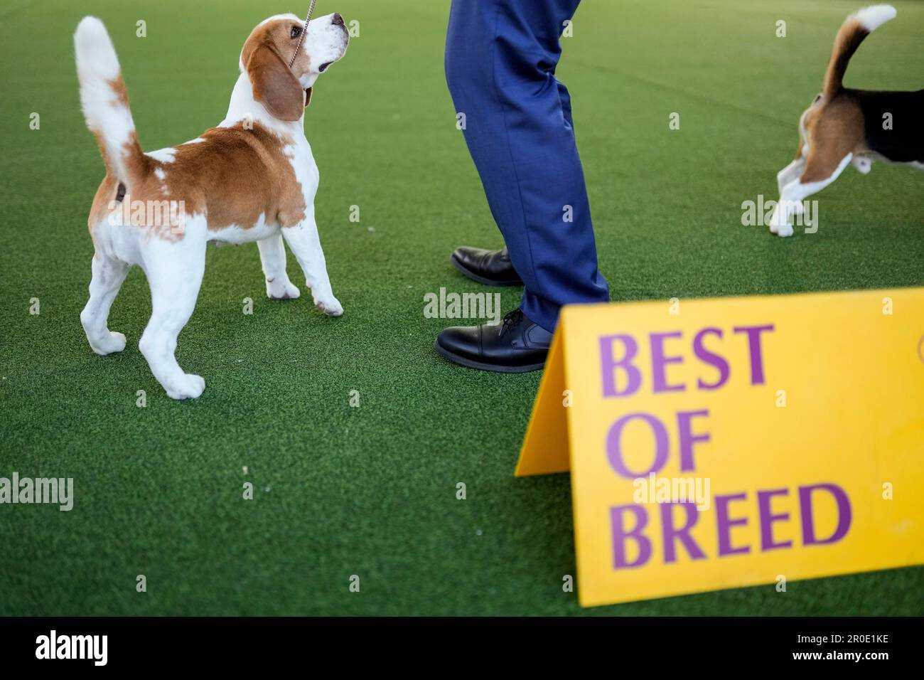 Olive Oil, a Beagle, wins Best of Breed during the 147th Westminster ...