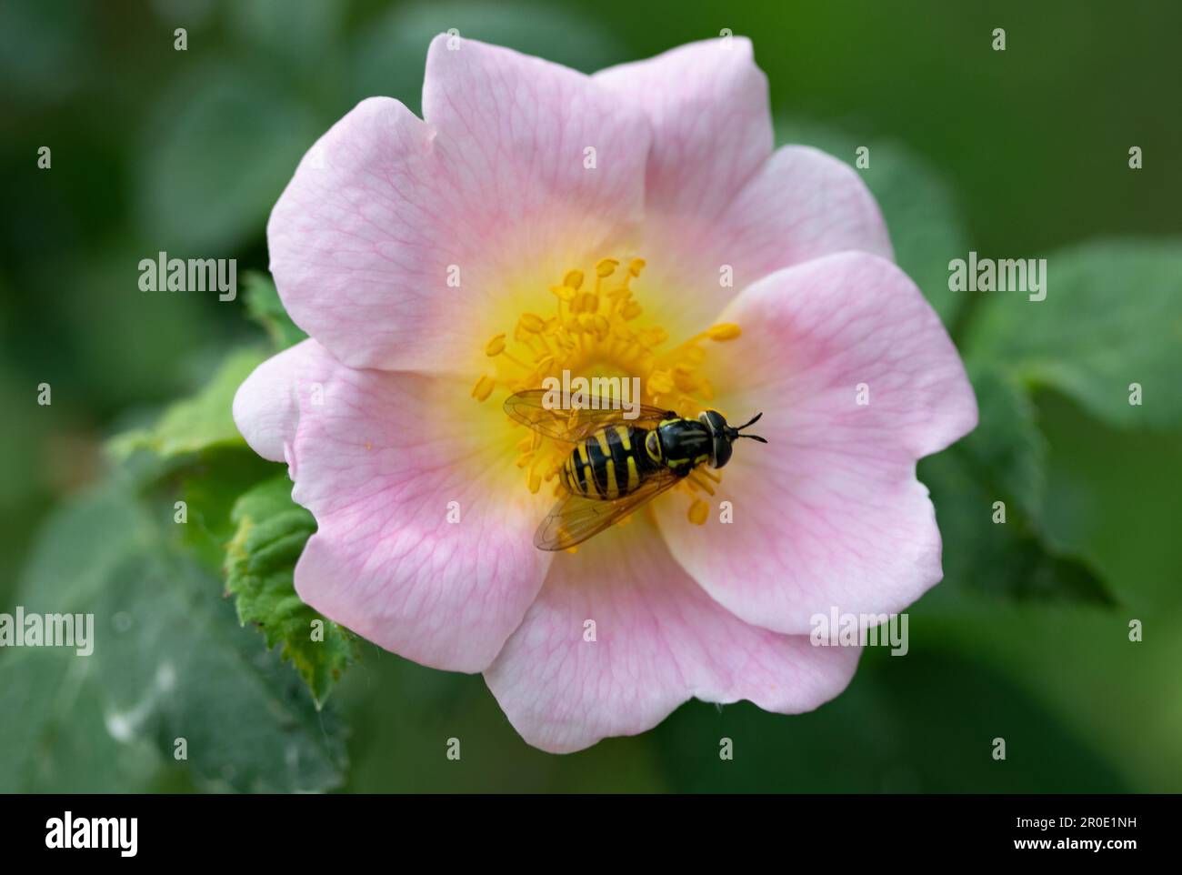 Temperate zone insects hi-res stock photography and images - Alamy