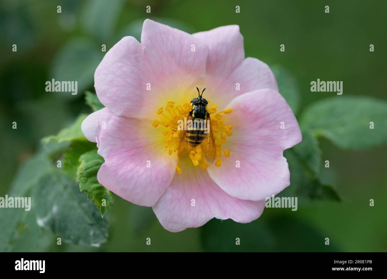 Temperate zone insects hi-res stock photography and images - Alamy