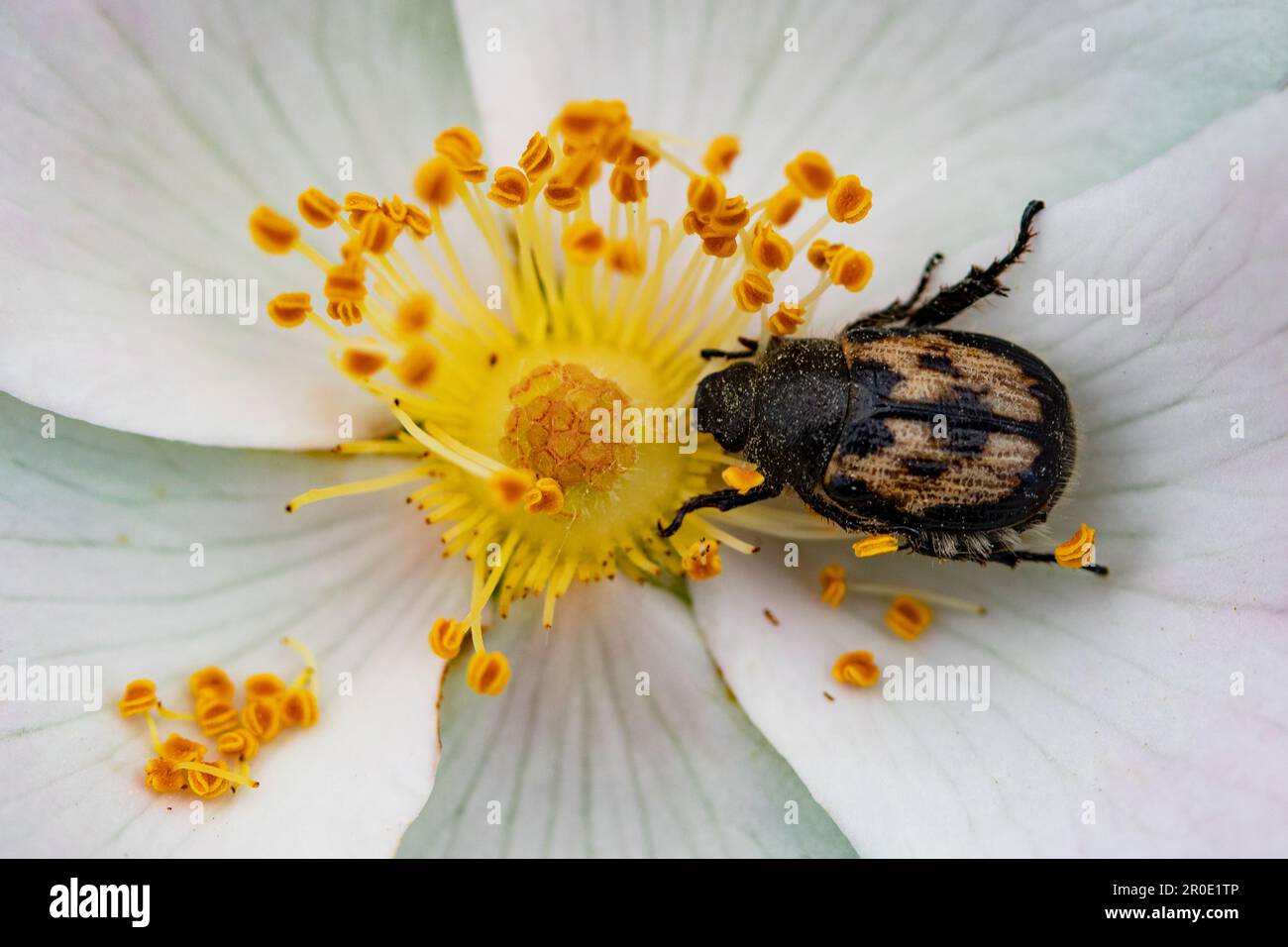 Temperate zone insects hi-res stock photography and images - Alamy