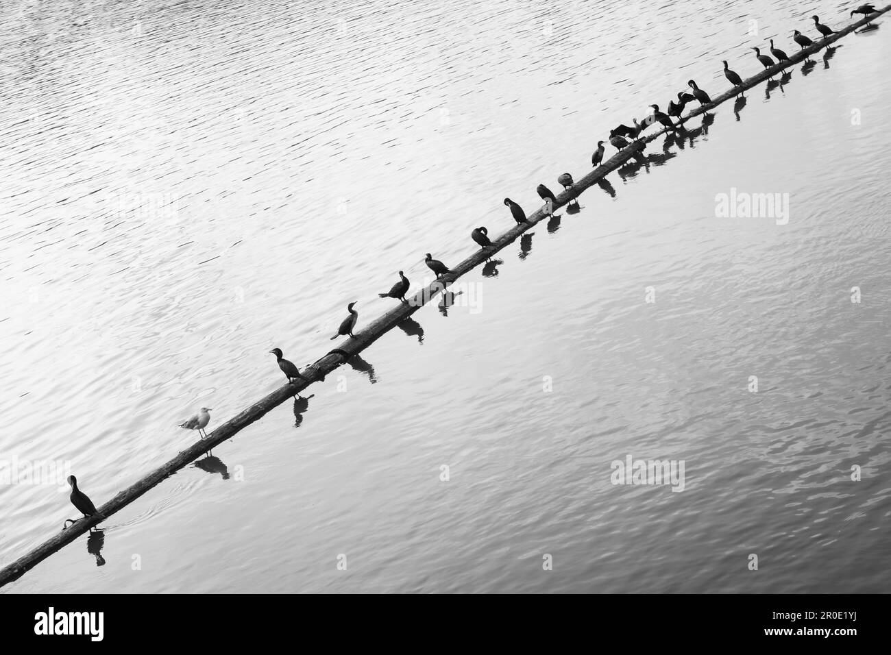 Flock of cormorants and a seagull standing on a log on the river Vltava ...