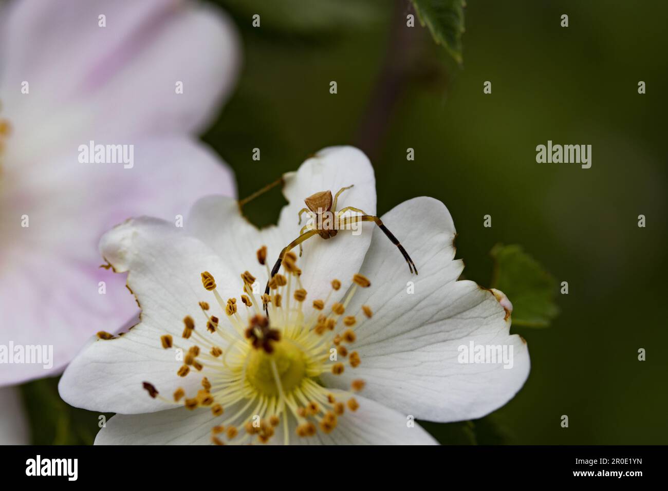 Temperate zone insects hi-res stock photography and images - Alamy