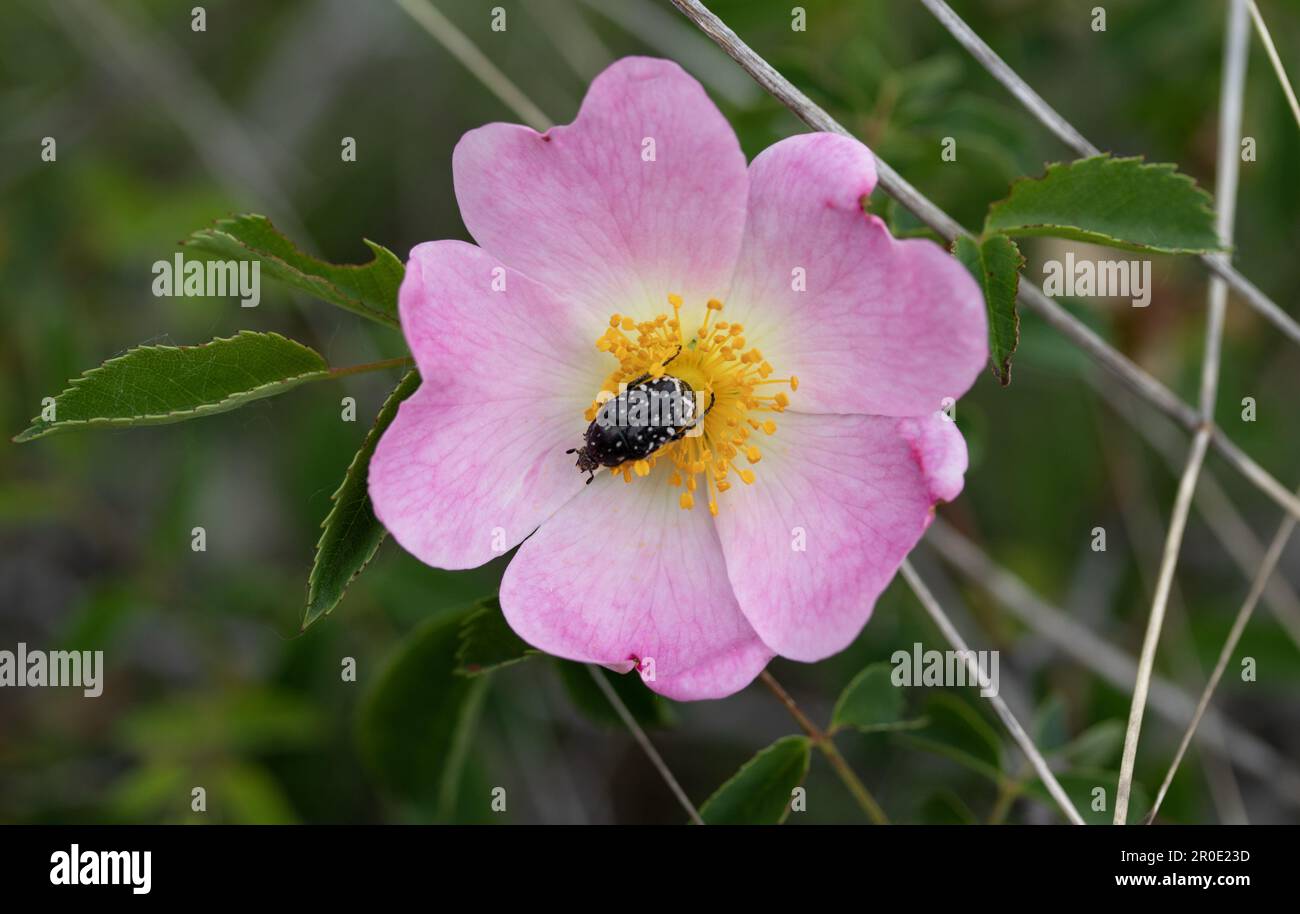 Temperate zone insects hi-res stock photography and images - Alamy