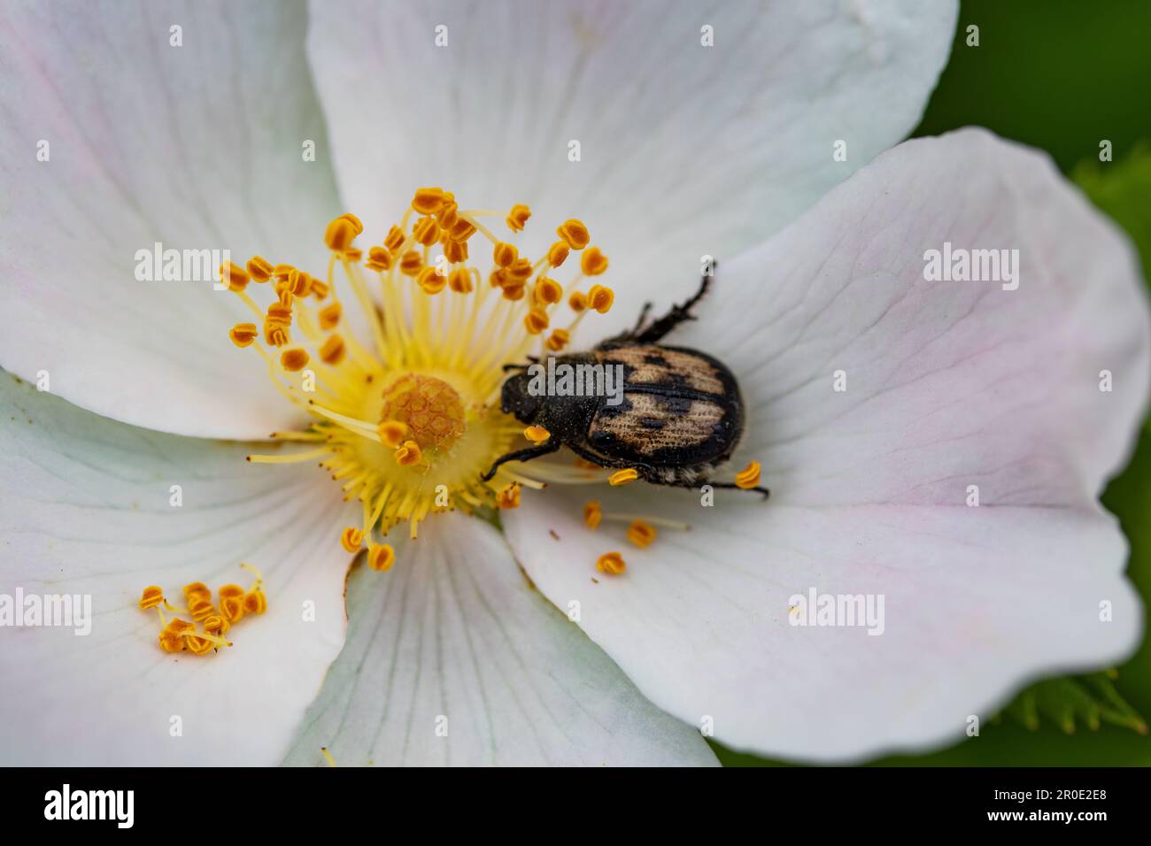 Temperate zone insects hi-res stock photography and images - Alamy