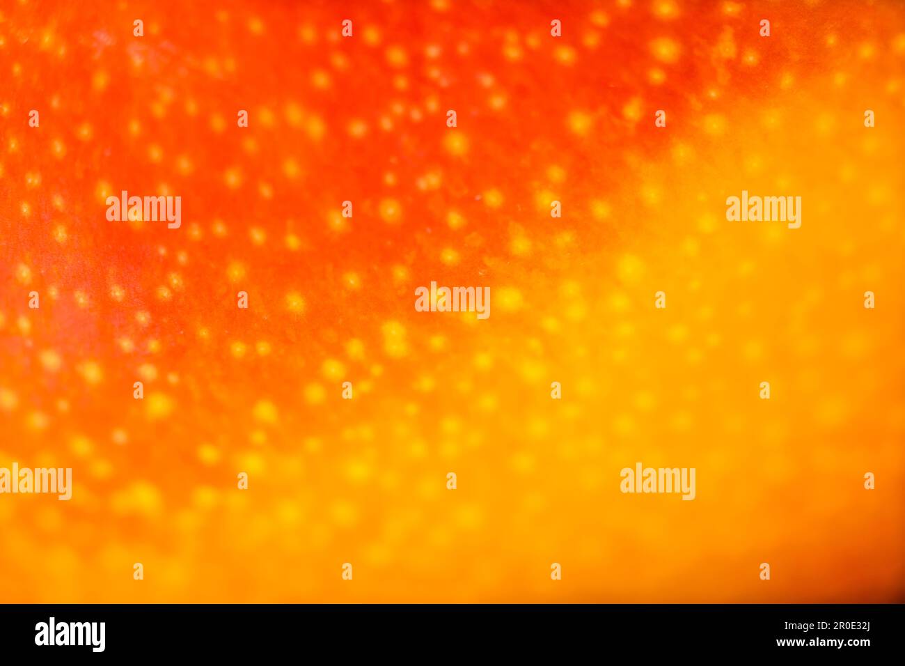 Full Frame Macro Fruit: skin of mango, ultra close up, horizontal ...