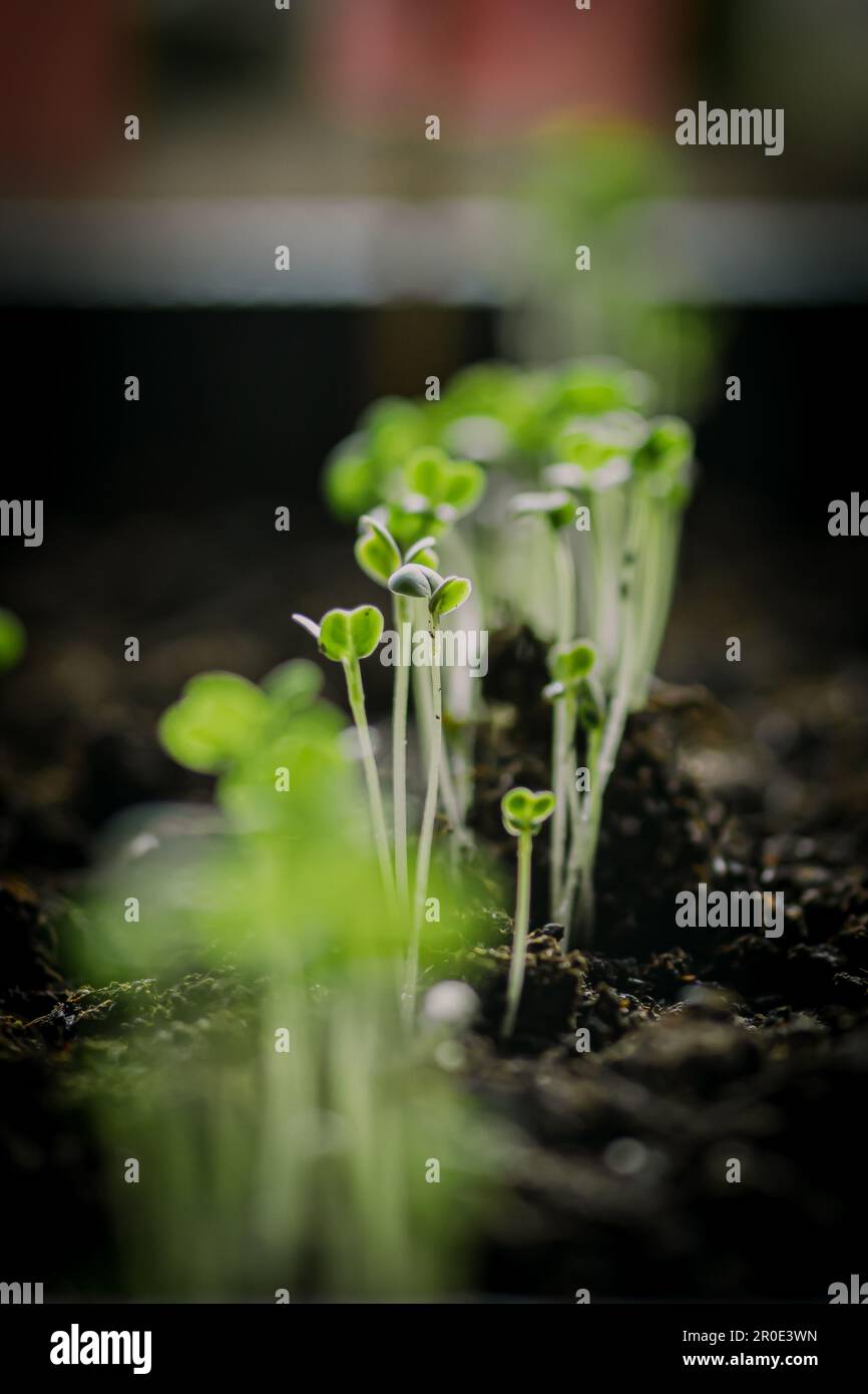 Turnip sprout hi-res stock photography and images - Alamy