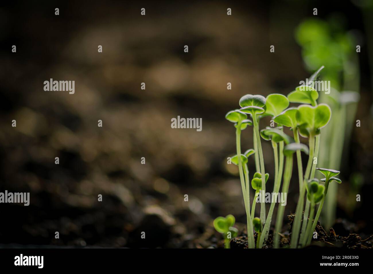 Rapa seed hi-res stock photography and images - Alamy