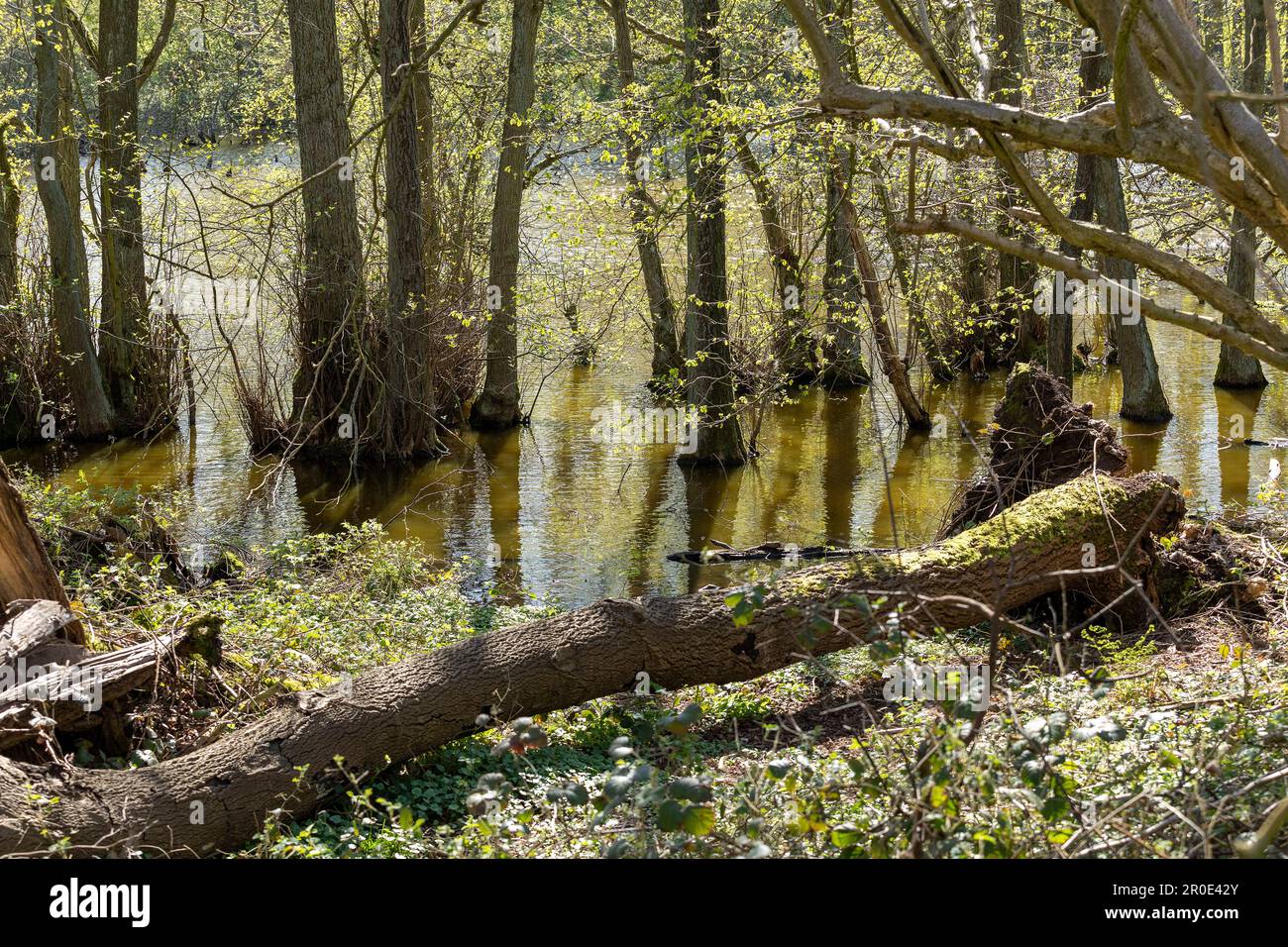 Trees, water, swamp, Holnis Peninsula, Schleswig-Holstein, Germany ...