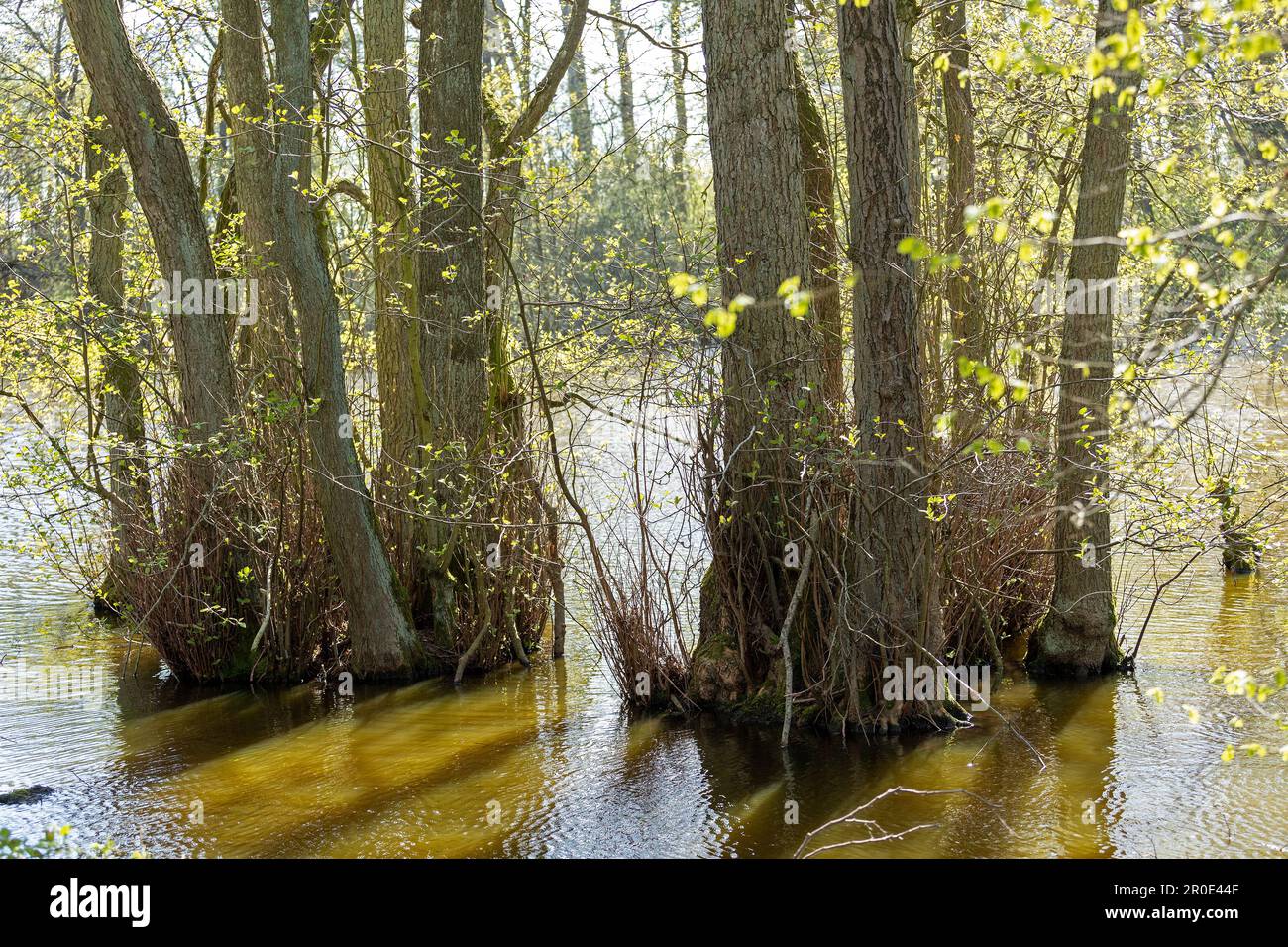 Trees, water, swamp, Holnis Peninsula, Schleswig-Holstein, Germany ...