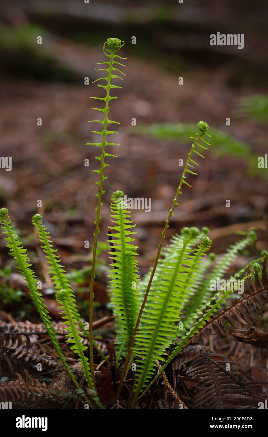 Curly young fern growing in the spring in the forest Stock Photo - Alamy