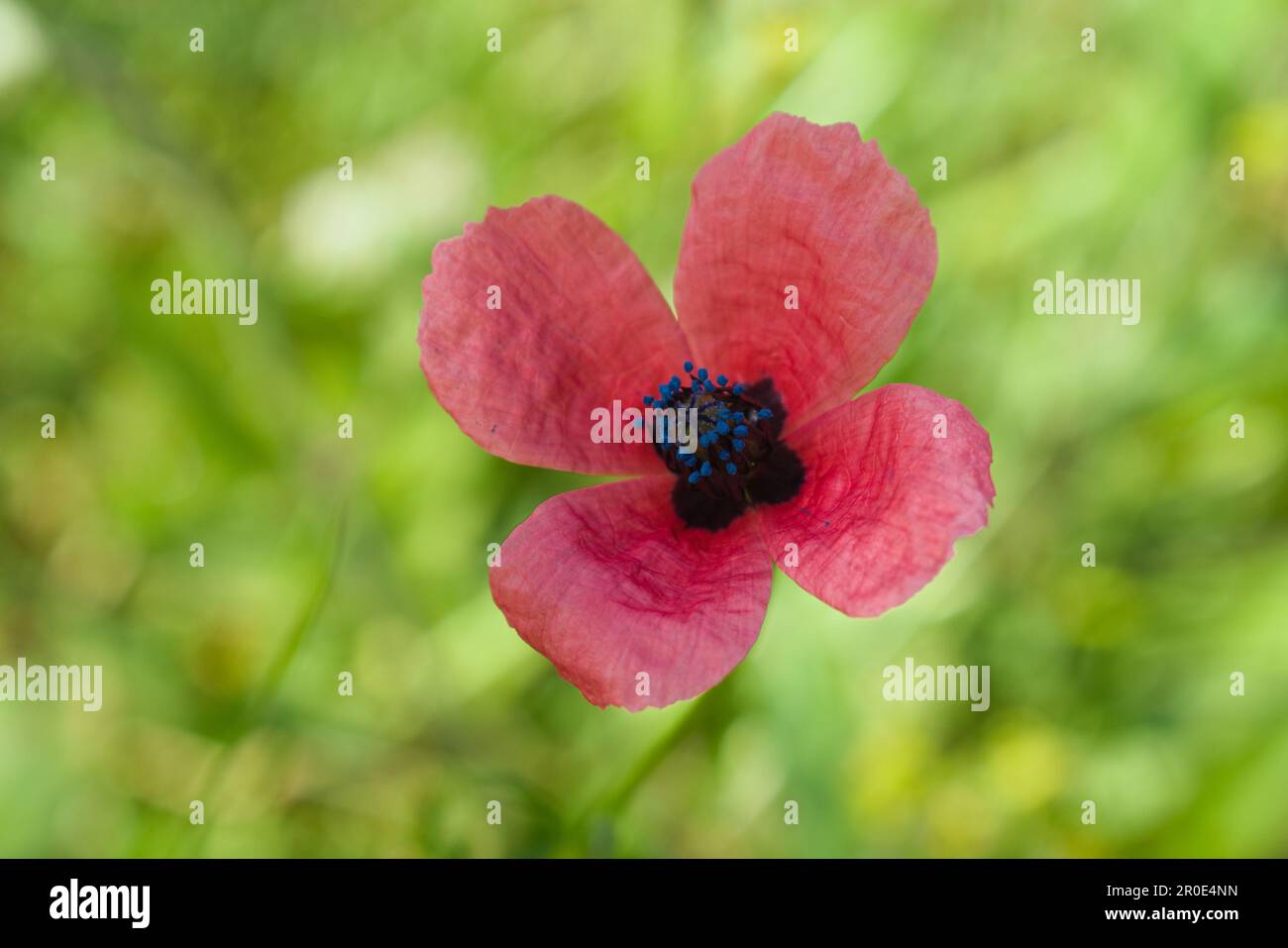 Rough weed hi-res stock photography and images - Alamy