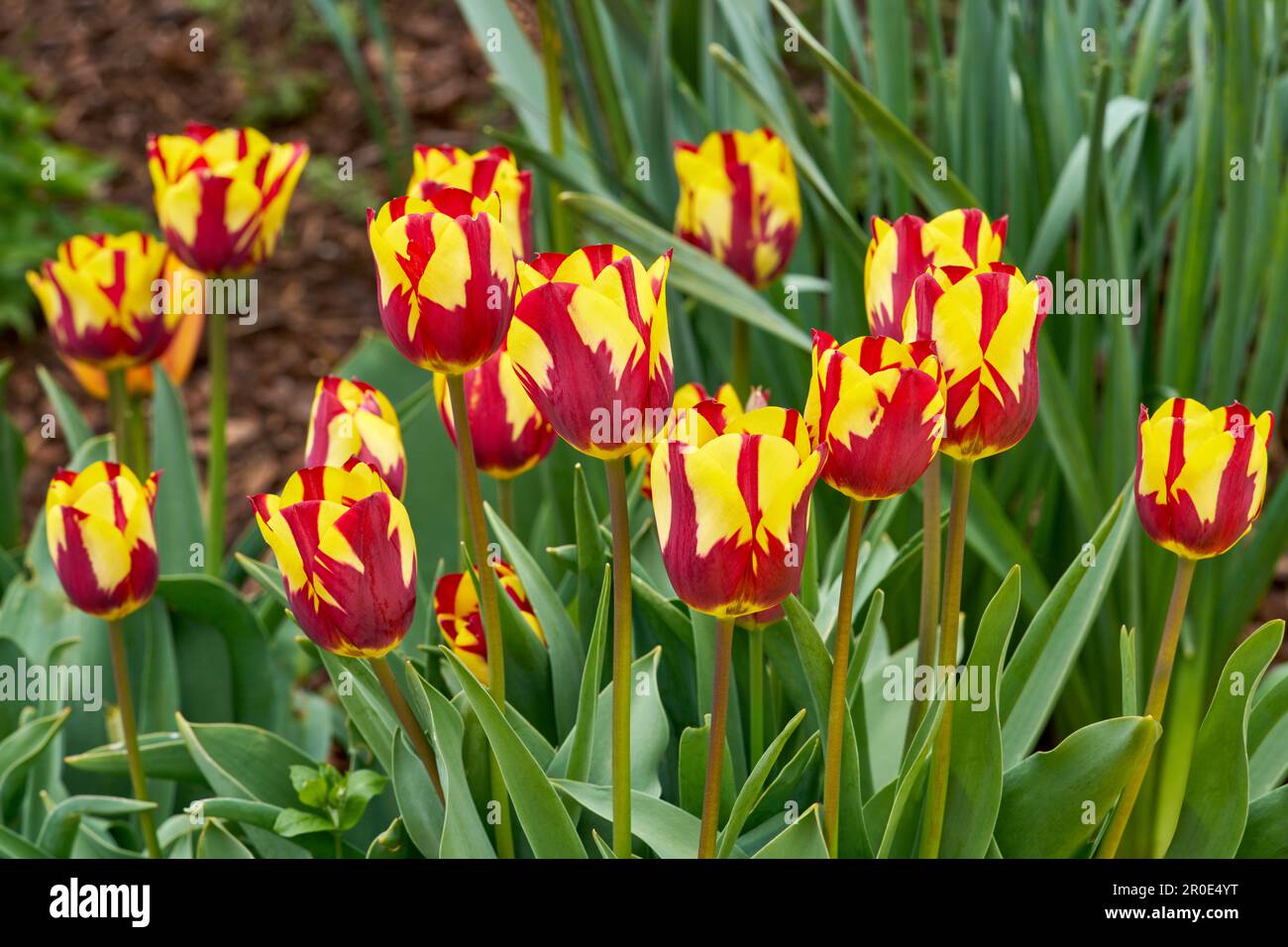 Flamed with red hi-res stock photography and images - Alamy