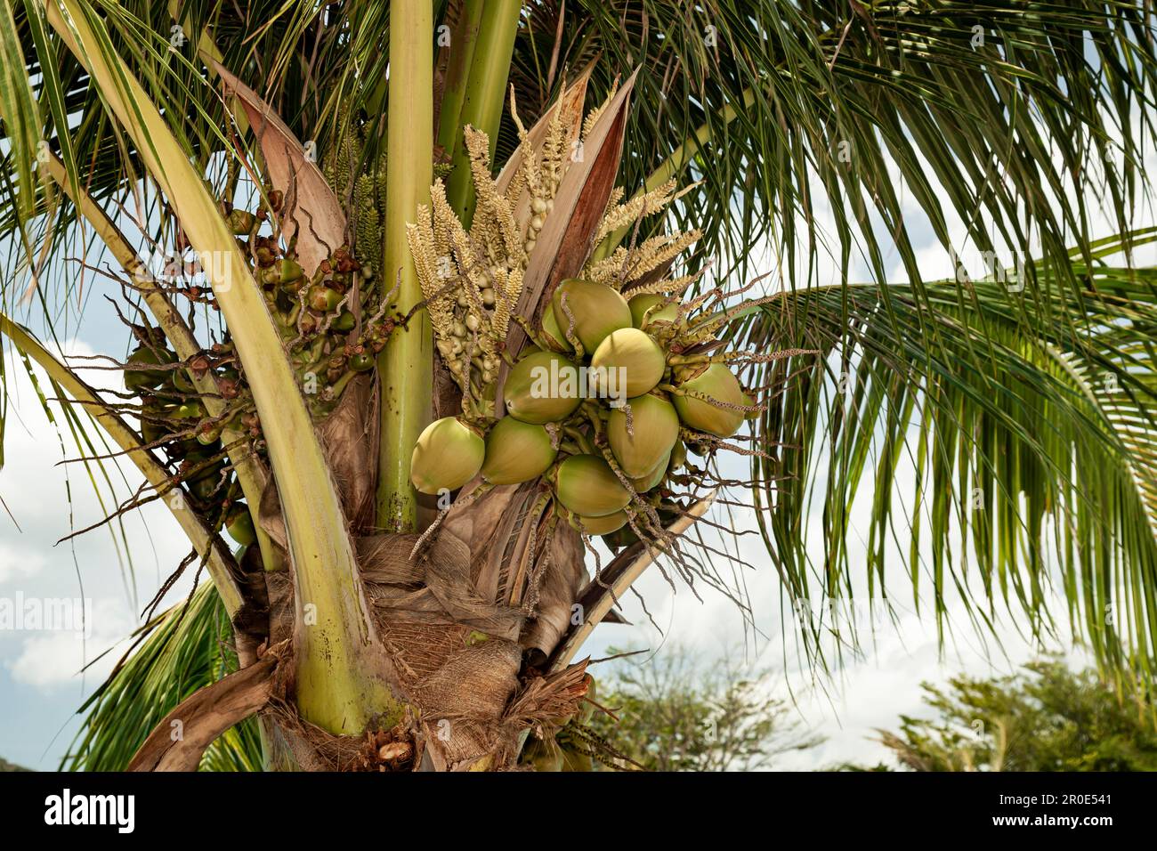 Coconuts palm tree fruit hi-res stock photography and images - Alamy
