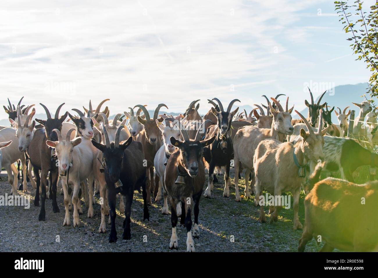 Goats outside hi-res stock photography and images - Alamy