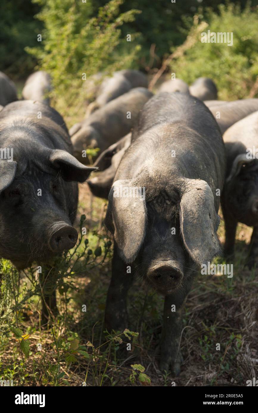 Black pigs from th eEmilia-Romagna region, Italy Stock Photo - Alamy