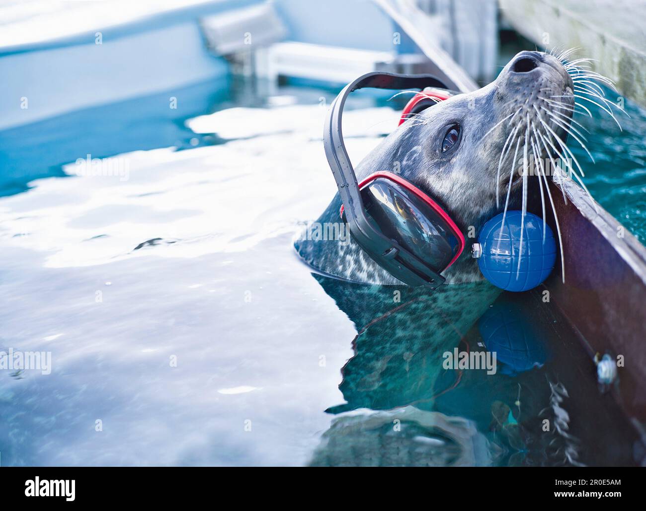 A seal in a research pool wearing research equipment, Marine Science ...