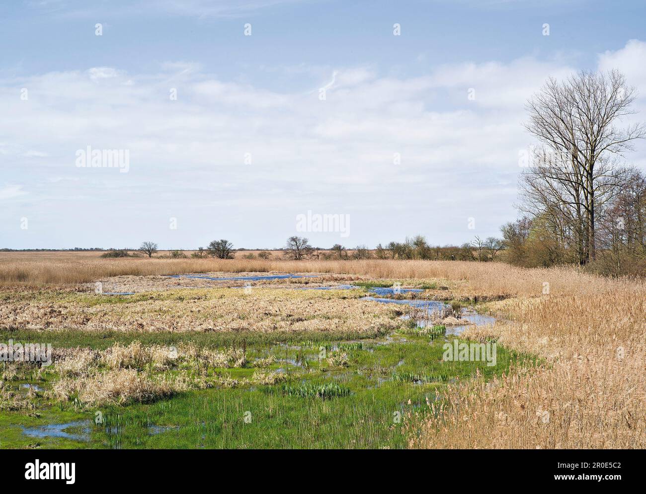 Coastal moor, Rostock heathland, Germany Stock Photo - Alamy