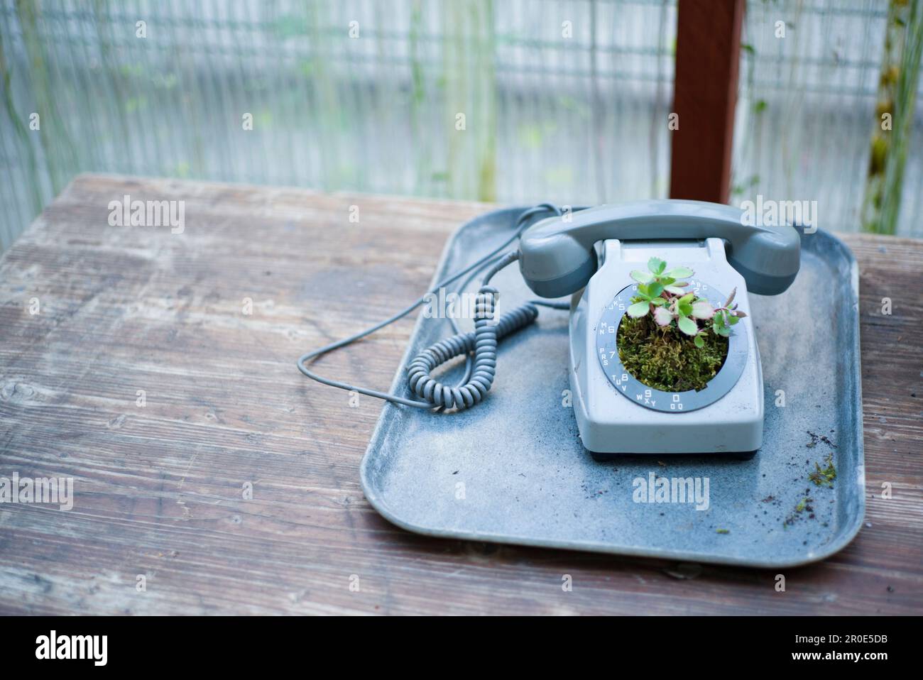 An old telephone being used as a plant pot Stock Photo - Alamy